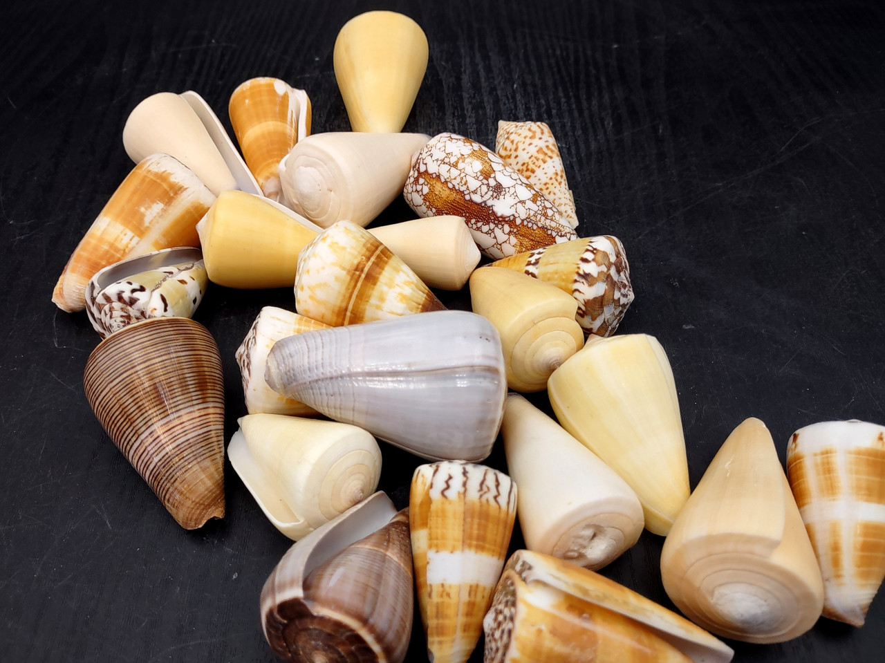 Cone Seashell Small Assorted Mix (6 shells approx. 1.5+ inches ...