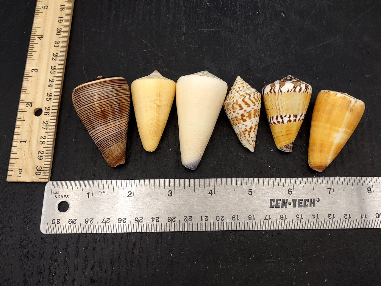 Cone Seashell Small Assorted Mix (6 shells approx. 1.5+ inches ...