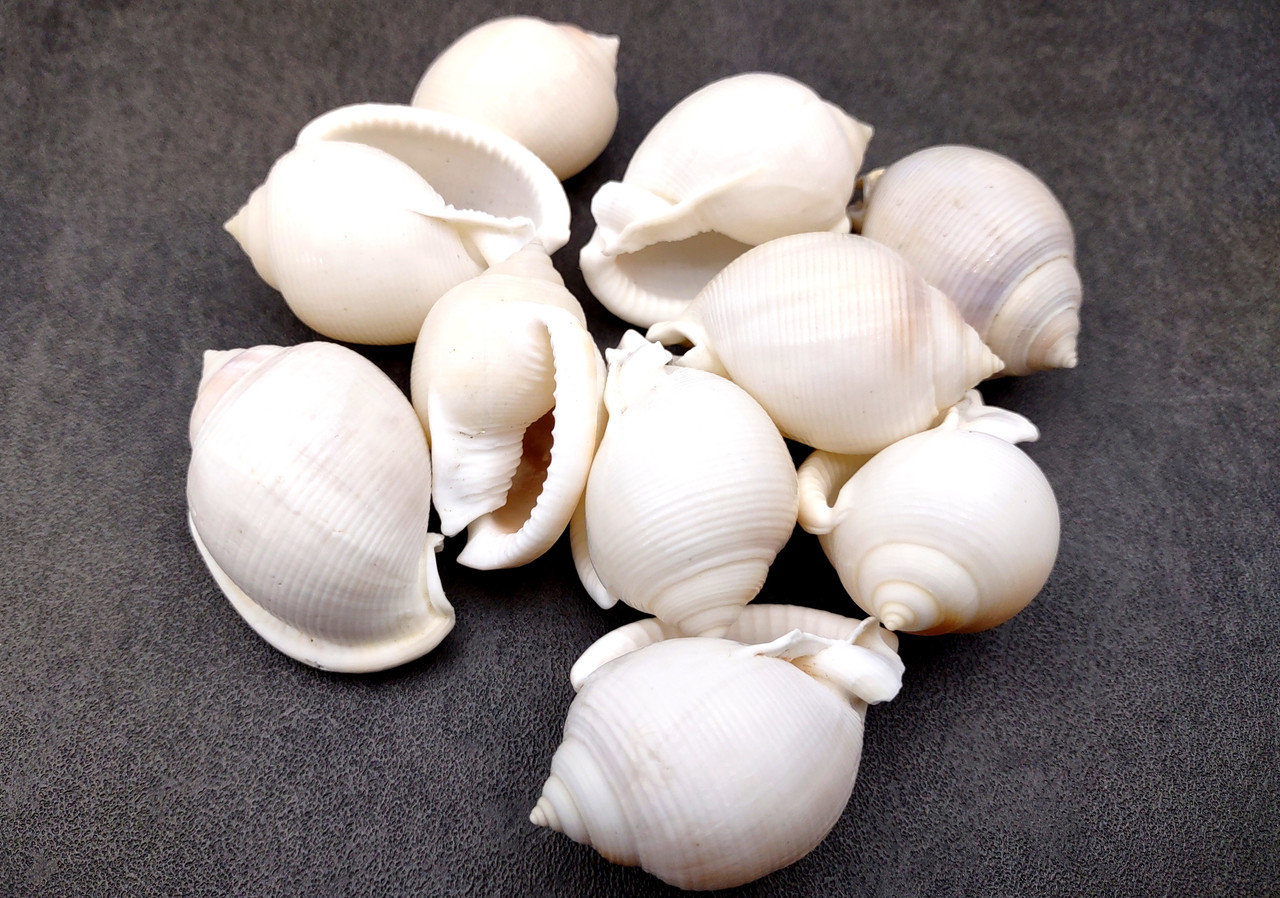 Channel Bonnet White Seashells Phalium Canaliculatum (10 shells approx ...