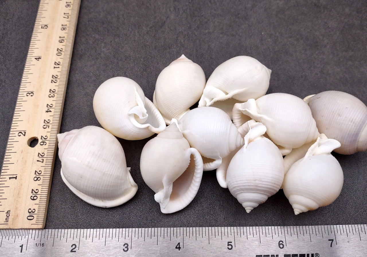 Channel Bonnet White Seashells Phalium Canaliculatum (10 shells approx ...