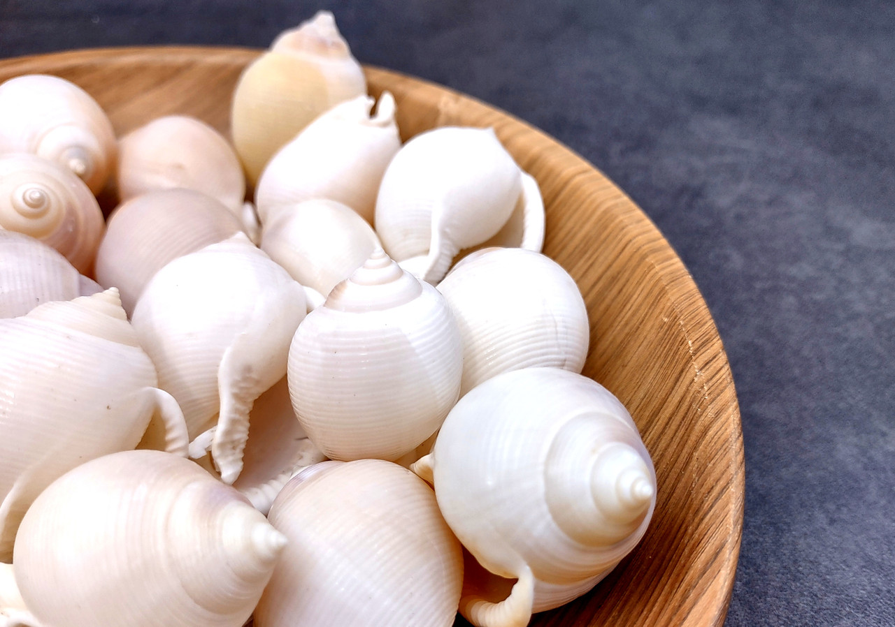 Channel Bonnet White Seashells Phalium Canaliculatum (10 shells approx ...