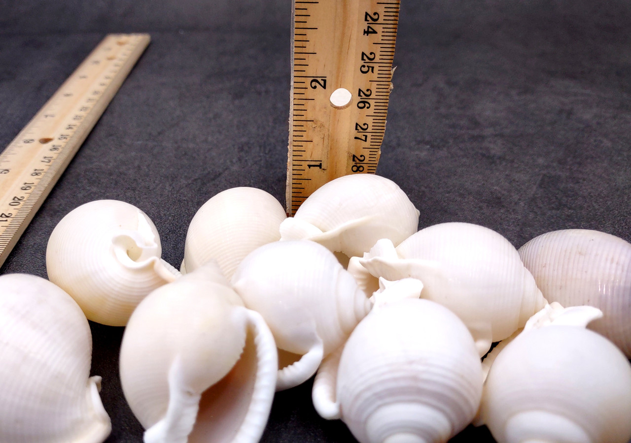 Channel Bonnet White Seashells Phalium Canaliculatum (10 shells approx ...