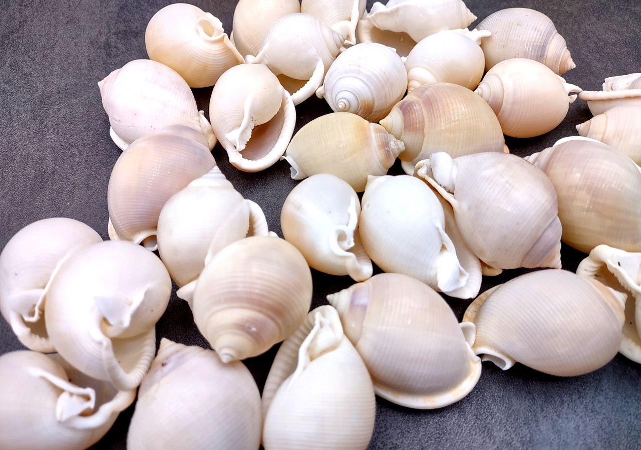 Channel Bonnet White Seashells Phalium Canaliculatum (10 shells approx ...