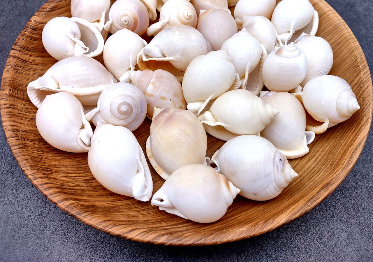 Channel Bonnet White Seashells Phalium Canaliculatum (10 shells approx ...