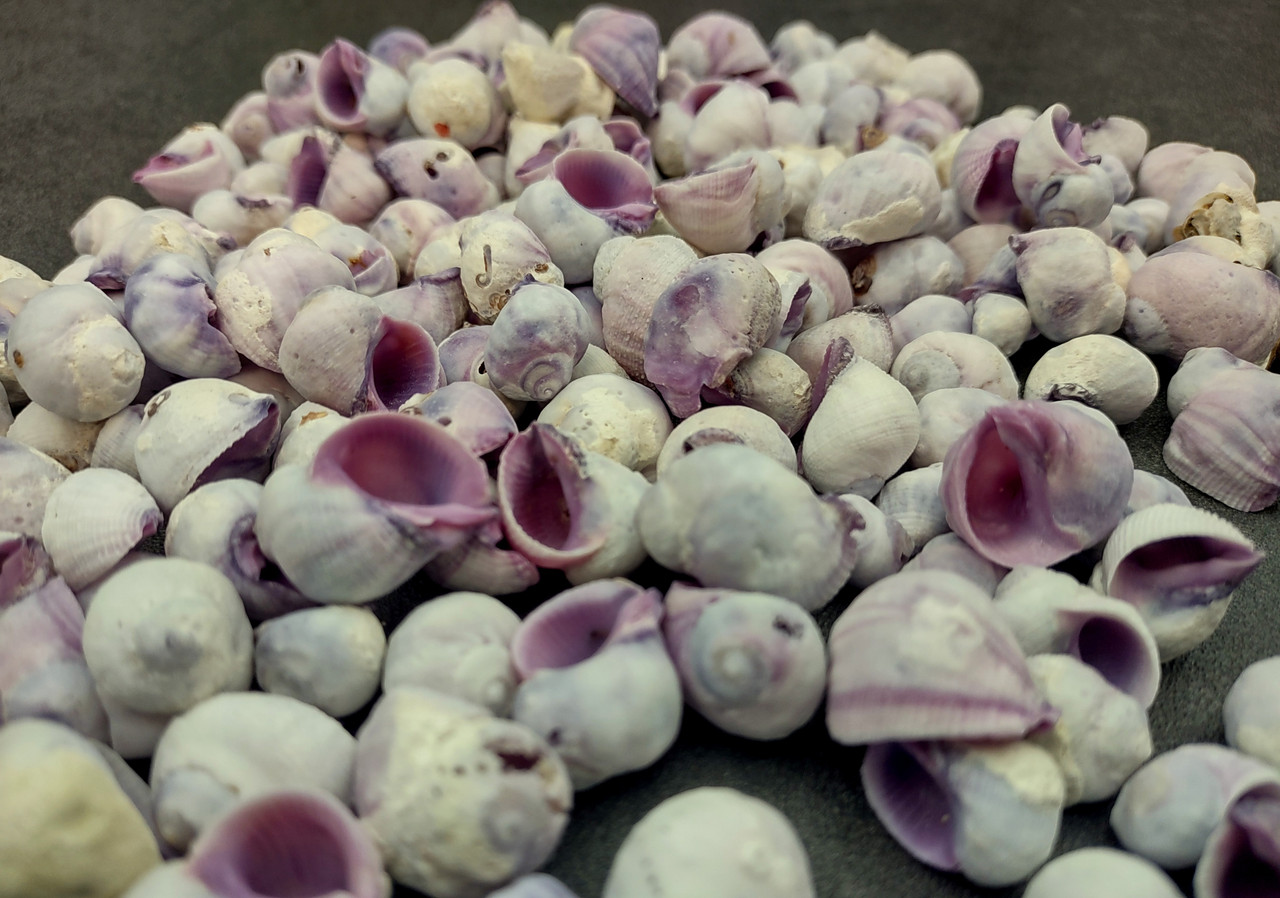 Cebu Beauty Violet Coral Seashells Coralliophila Neritoidea (approx. 40 ...