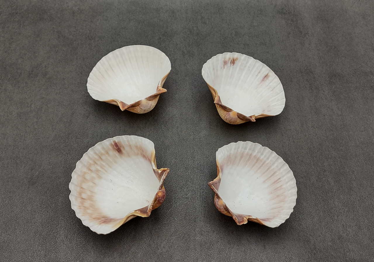 Yellow Cup Scallop Seashells Mexican Pecten Vogdesi (4 shells approx. 2 ...