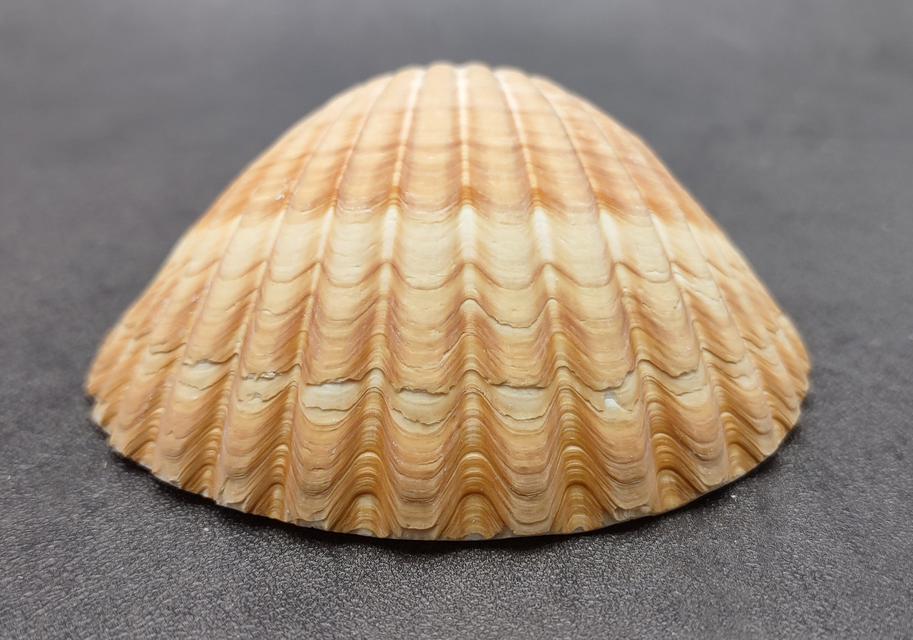 Yellow Cup Scallop Seashells Mexican Pecten Vogdesi (4 shells approx. 2 ...