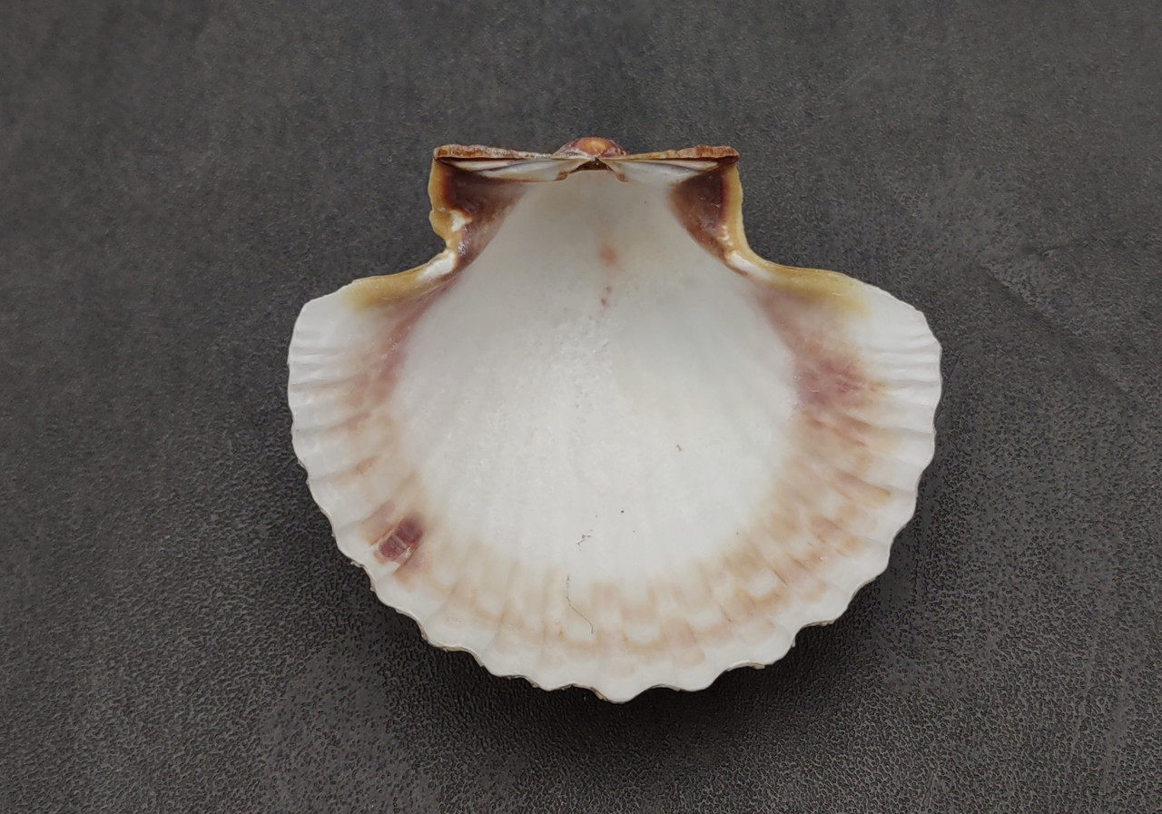 Yellow Cup Scallop Seashells Mexican Pecten Vogdesi (4 shells approx. 2 ...