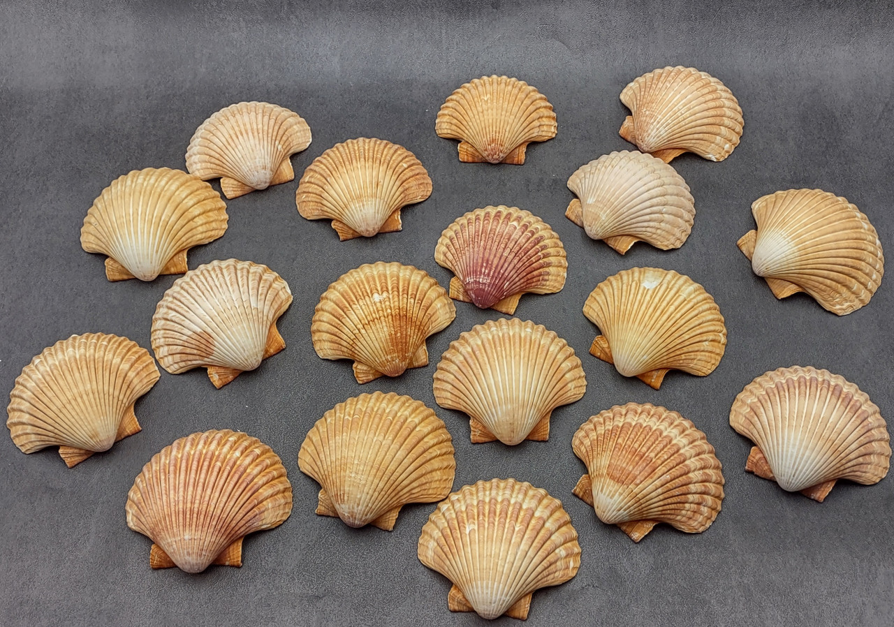 Yellow Cup Scallop Seashells Mexican Pecten Vogdesi (4 shells approx. 2 ...