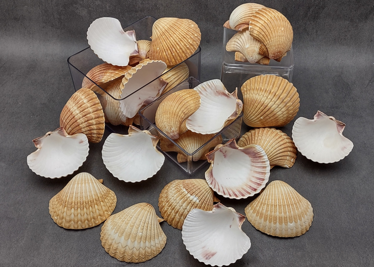 Yellow Cup Scallop Seashells Mexican Pecten Vogdesi (4 shells approx. 2 ...