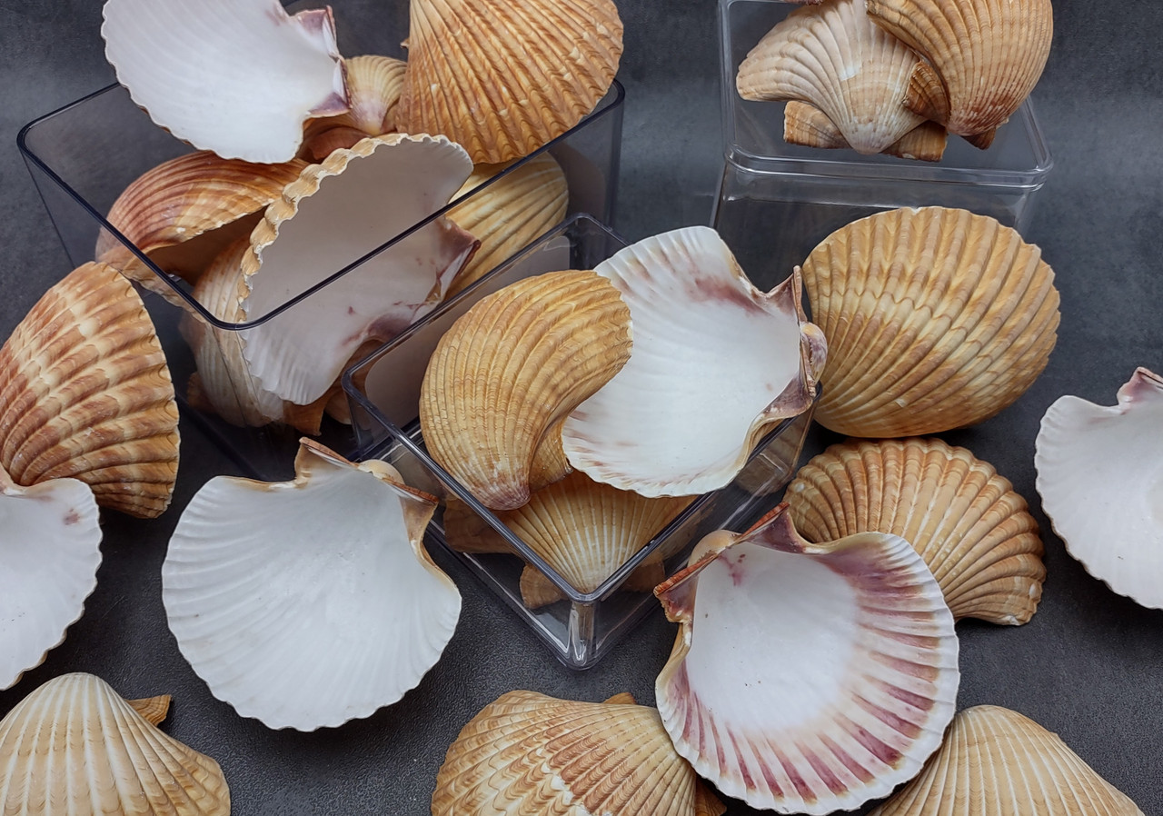 Yellow Cup Scallop Seashells Mexican Pecten Vogdesi (4 shells approx. 2 ...