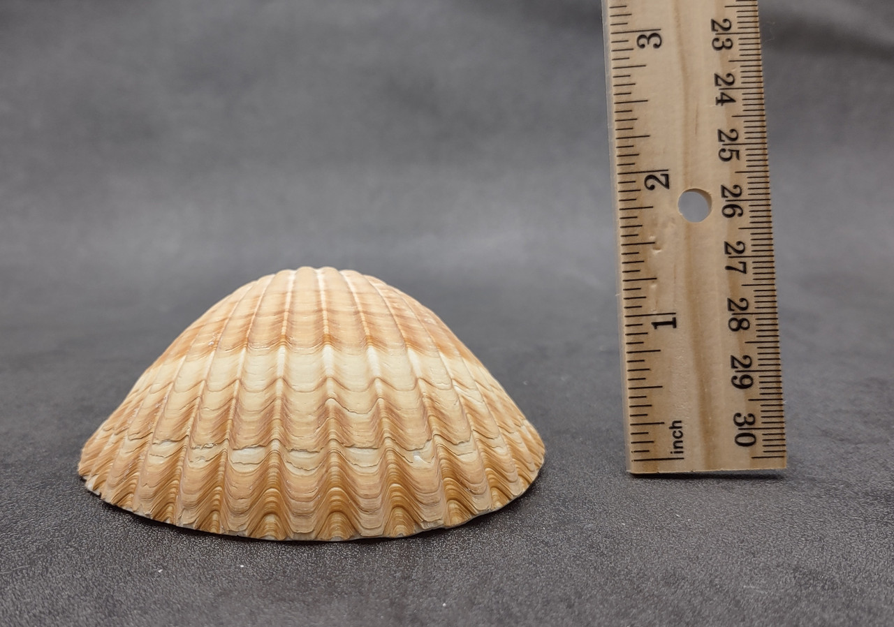 Yellow Cup Scallop Seashells Mexican Pecten Vogdesi (4 shells approx. 2 ...