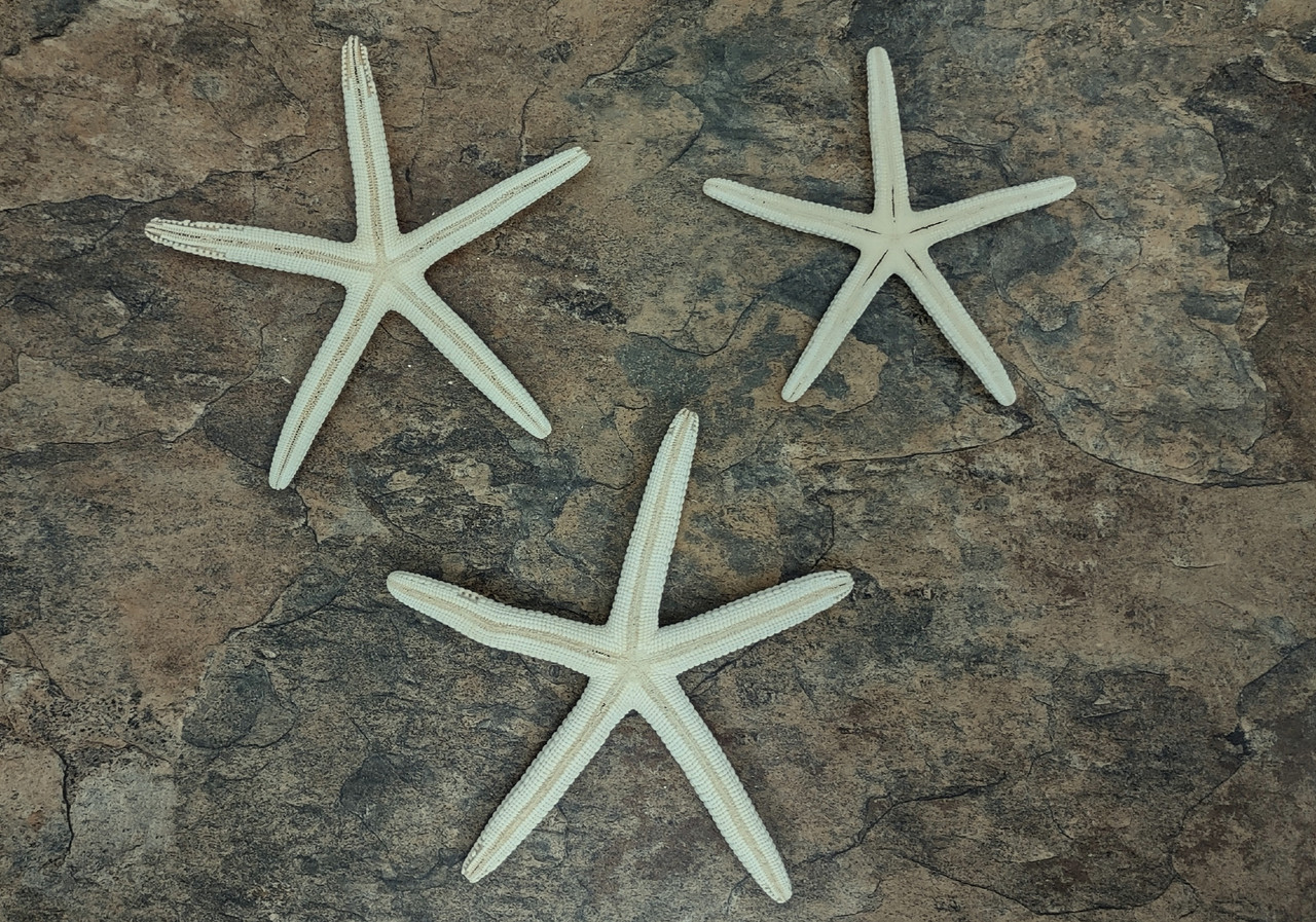 White Finger Starfish - Linka Laevigata - (3 starfish approx. 3-4 inches)