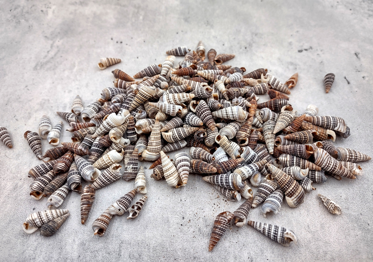 Channeled Cerith Seashells Cerithium Molniferus (approx. half cup 180 ...