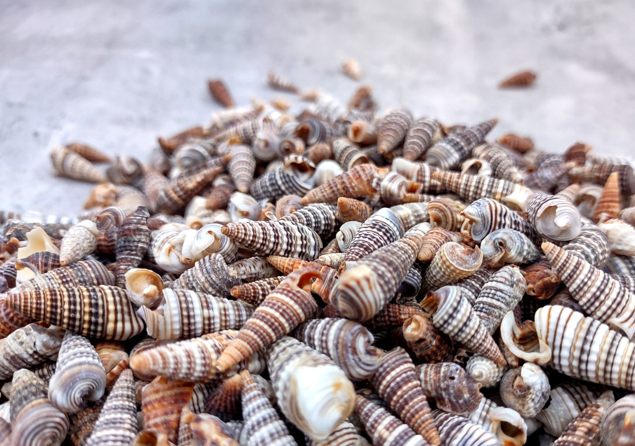 Channeled Cerith Seashells Cerithium Molniferus (approx. half cup 180 ...