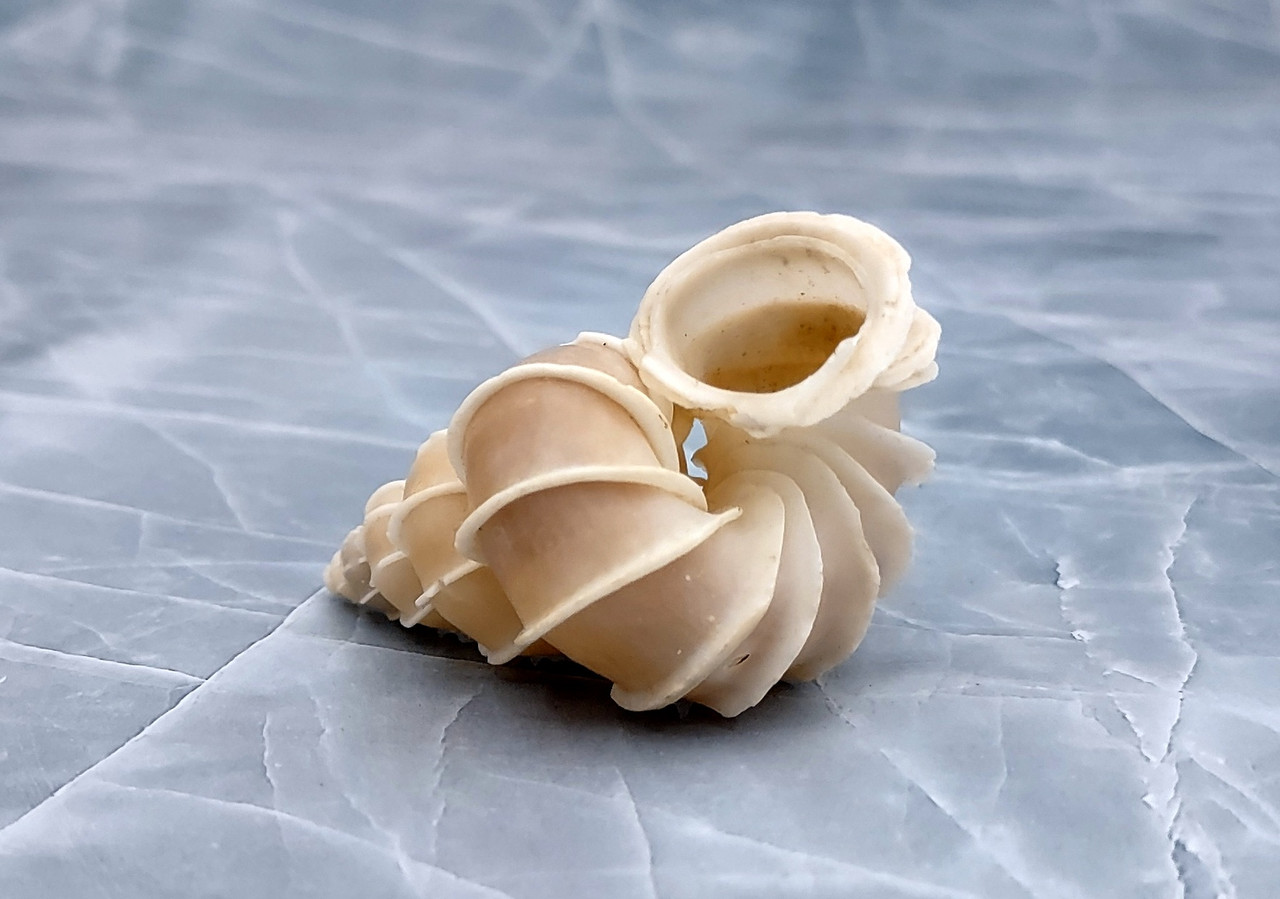 Precious Wentletrap Seashell - Epitonium Scalare - (1 shell approx. 1.5 ...