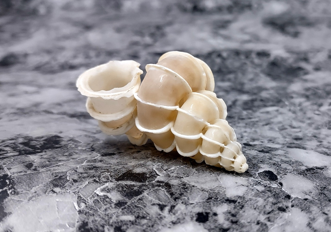 Precious Wentletrap Seashell - Epitonium Scalare - (1 shell approx. 1.5 ...