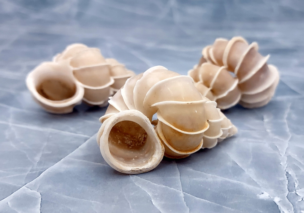 Precious Wentletrap Seashell - Epitonium Scalare - (1 shell approx. 1.5 ...