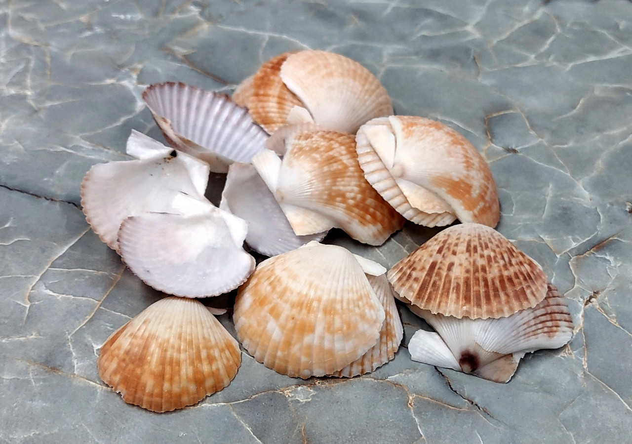 Pixie Cup Scallop Seashells - Pecten Pyxidatus - (15-20 shells approx ...