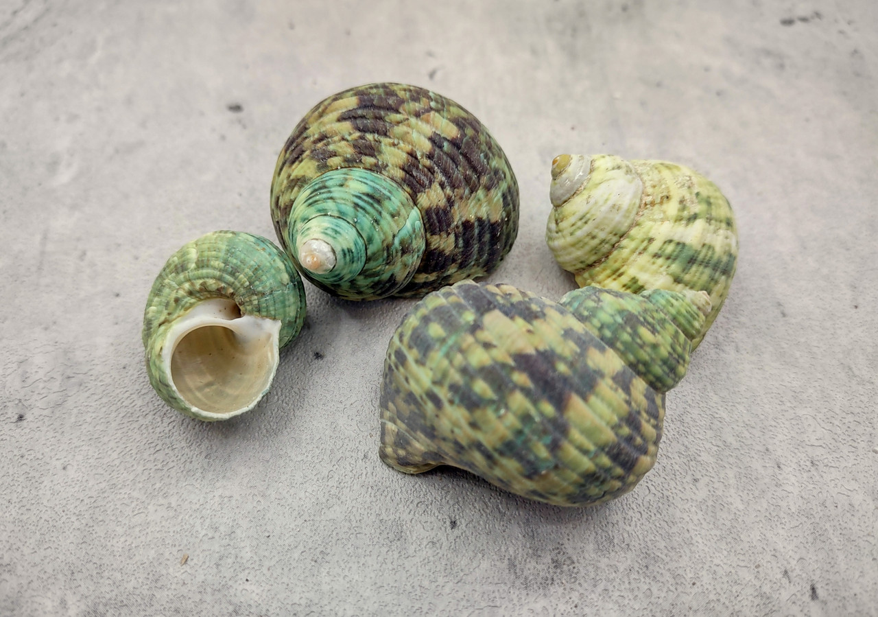 Green Silver Mouth Turbo Seashell Turbo Argyrostoma (4 shells approx. 1 ...