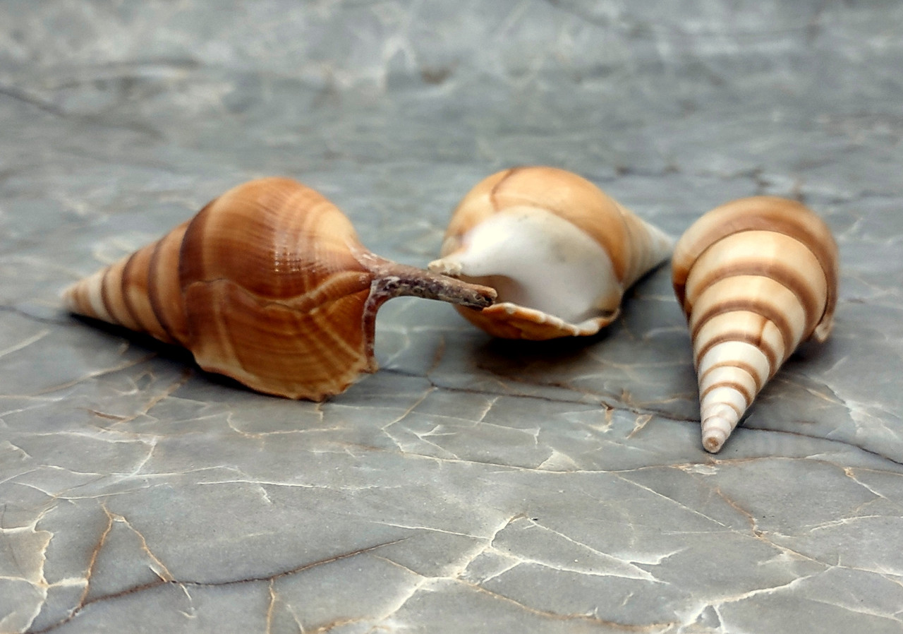 Arabian Tibia Curta Conch Seashell Tibia Insulaechorab (3 shells approx ...