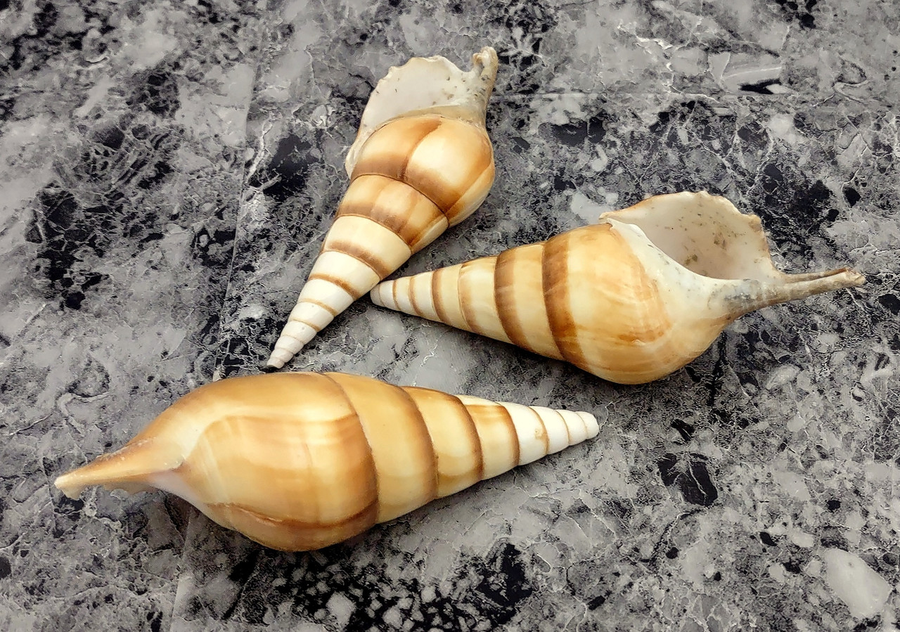 Arabian Tibia Curta Conch Seashell Tibia Insulaechorab (3 shells approx ...