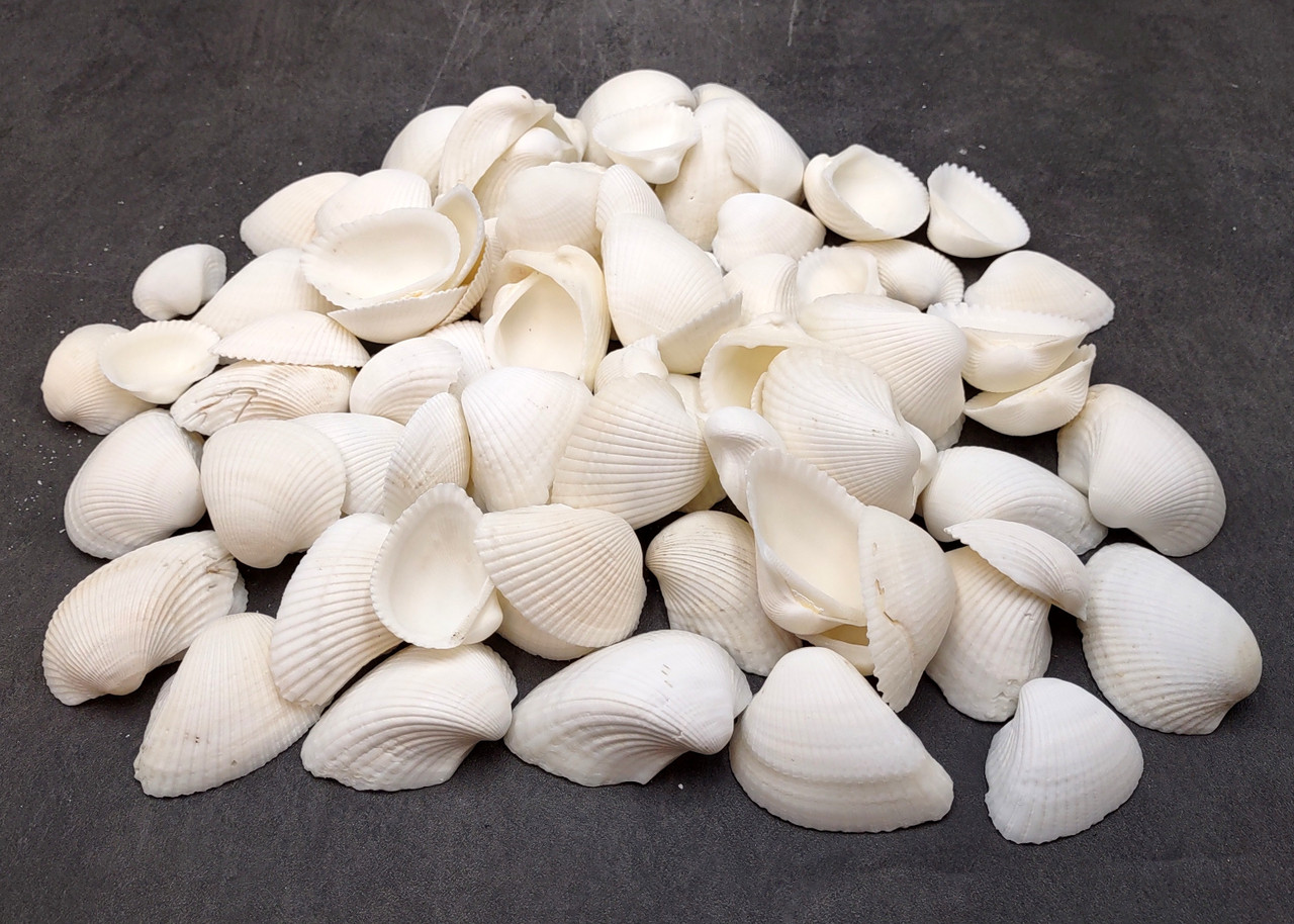 White Ark Clam Seashells Andara Scapha (approx. 1 kilogram 1.5+ inches ...
