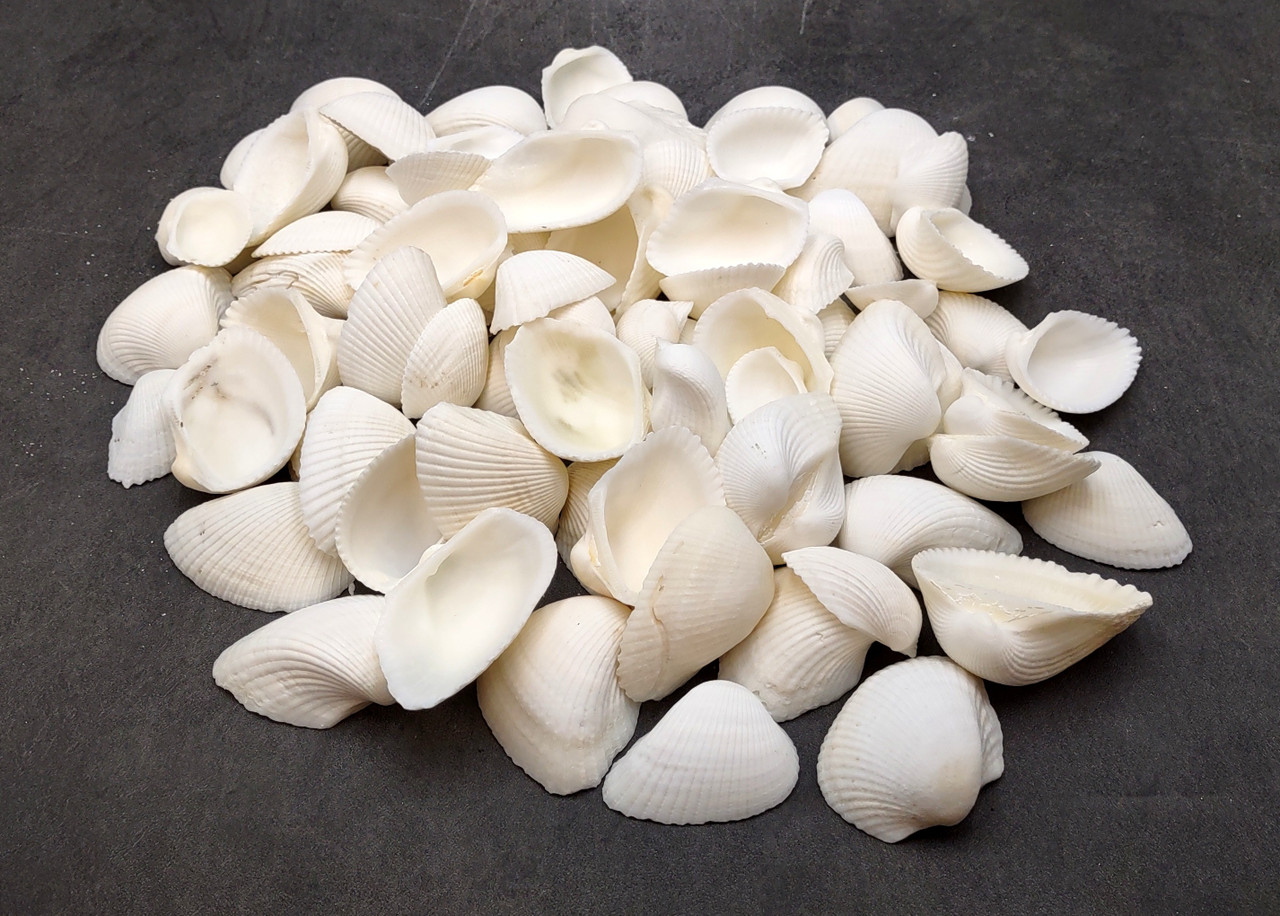 White Ark Clam Seashells Andara Scapha (approx. 1 kilogram 1.5+ inches ...