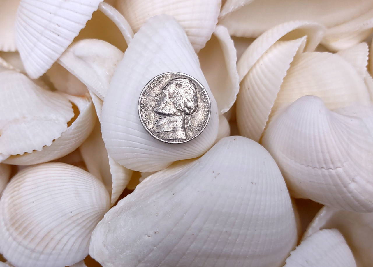 White Ark Clam Seashells Andara Scapha (approx. 1 kilogram 1.5+ inches ...
