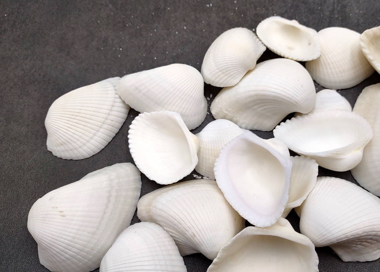 White Ark Clam Seashells Andara Scapha (approx. 1 kilogram 1.5+ inches ...