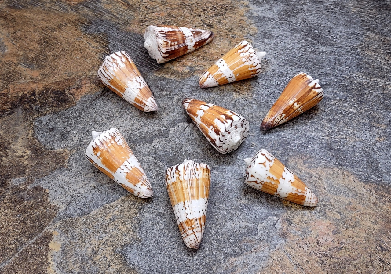 General Cone Seashells Polished Conus Generalis (2 shells approx. 1.5 ...