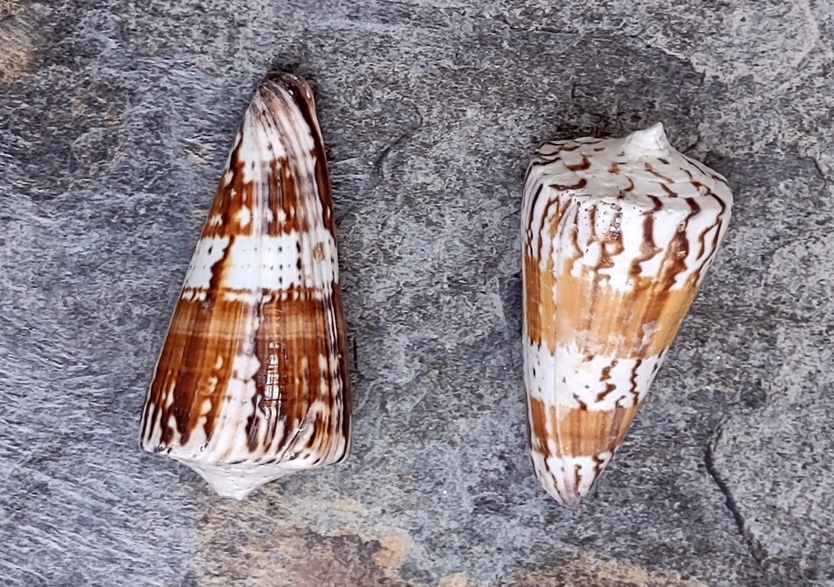 General Cone Seashells Polished Conus Generalis (2 shells approx. 1.5 ...