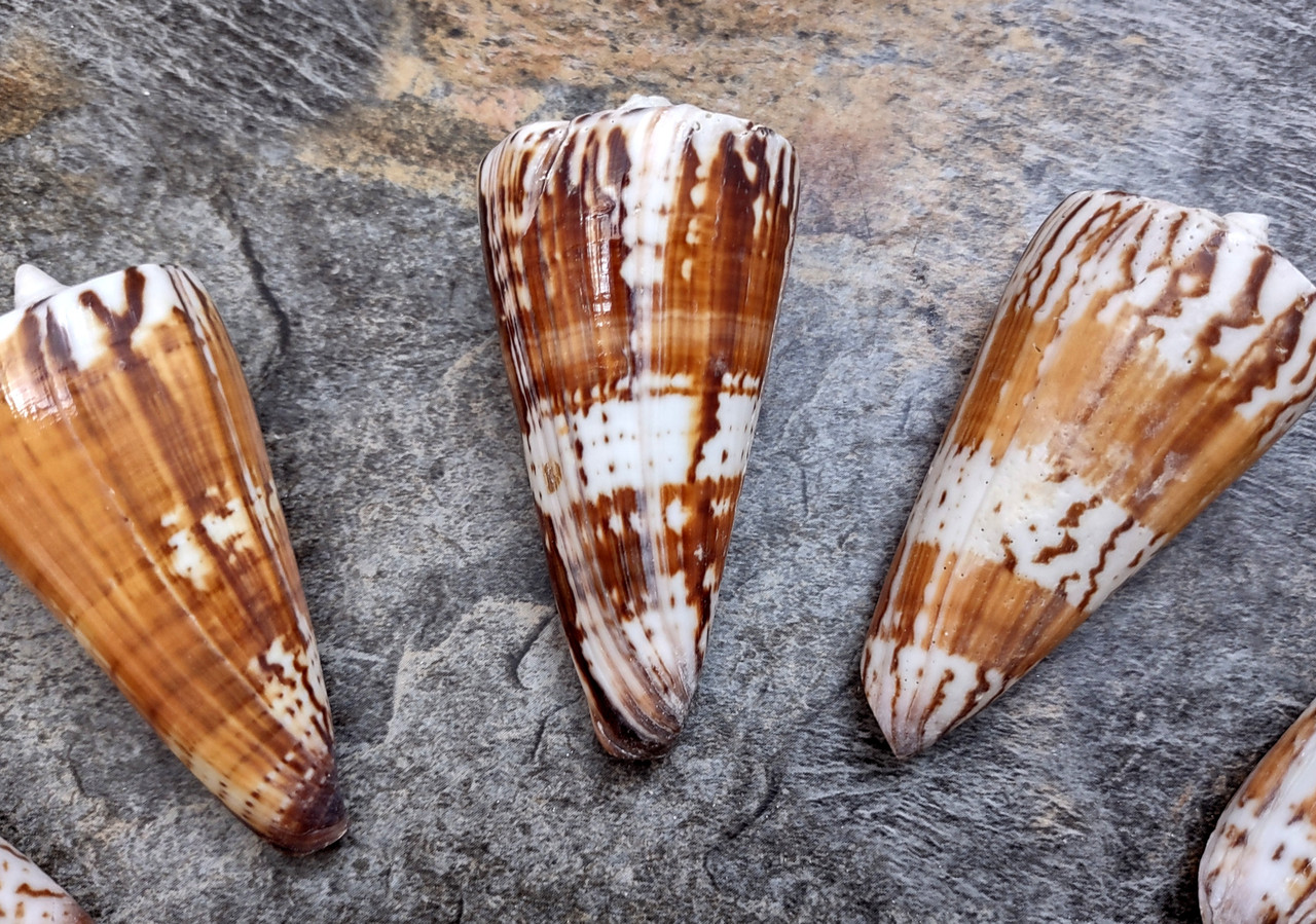 General Cone Seashells Polished Conus Generalis (2 shells approx. 1.5 ...