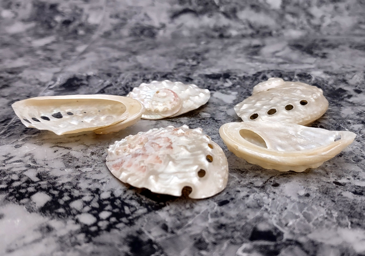 Pearled Oval Abalone Seashells Haliotis Ovina (5 shells approx. 1.25-1. ...