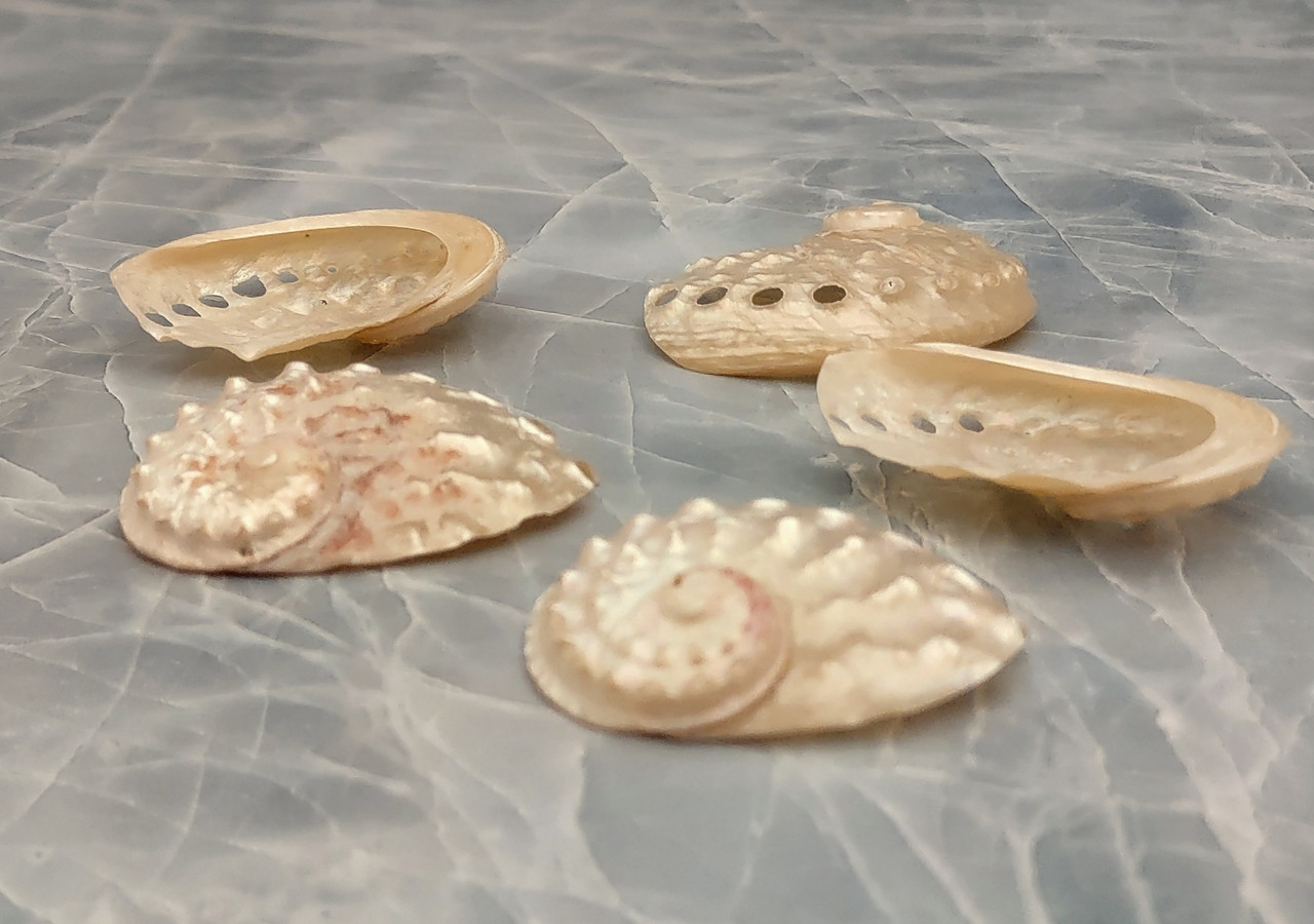 Pearled Oval Abalone Seashells Haliotis Ovina (5 shells approx. 1.25-1. ...