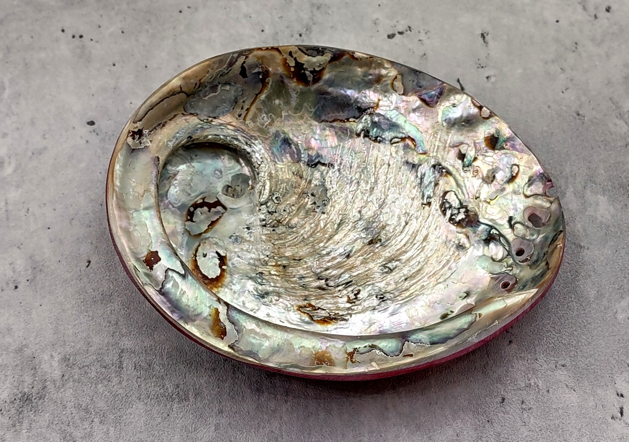 Polished Pink Dyed Abalone Seashell Haliotis Midae (1 shell approx. 5 ...