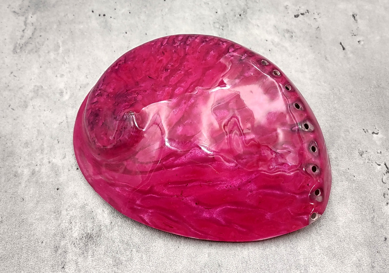 Polished Pink Dyed Abalone Midas Seashell Haliotis Midae (1 shell ...