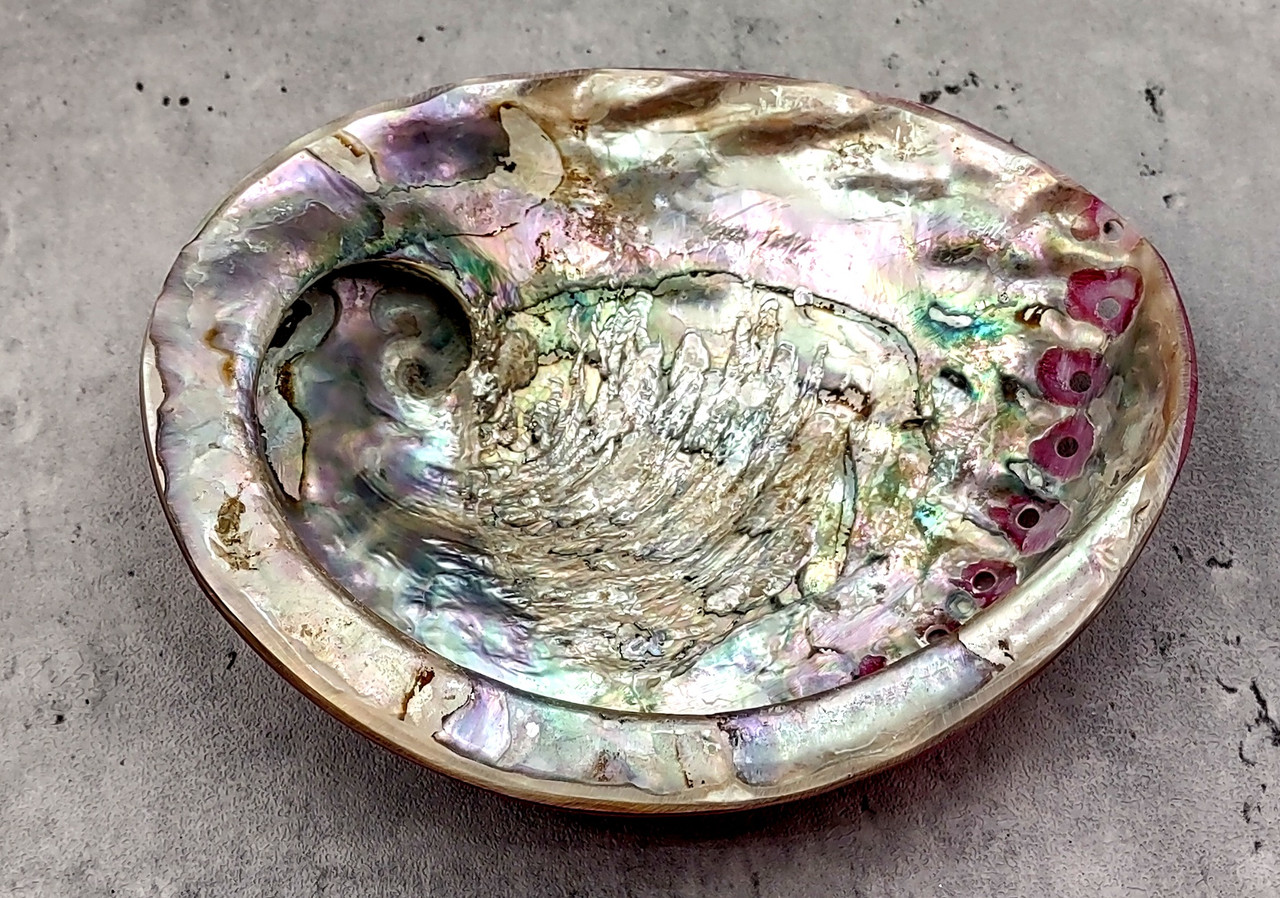 Polished Pink Dyed Abalone Seashell Haliotis Midae (1 shell approx. 5 ...