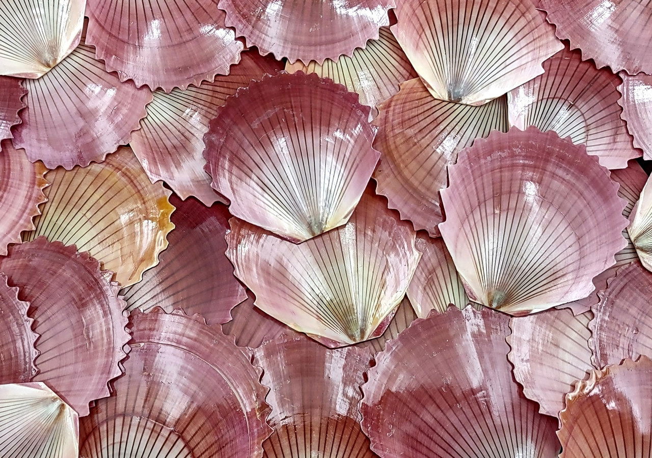 Sun and Moon Scallop Seashells Polished Pink Purple Brown Zig Zag (10 ...