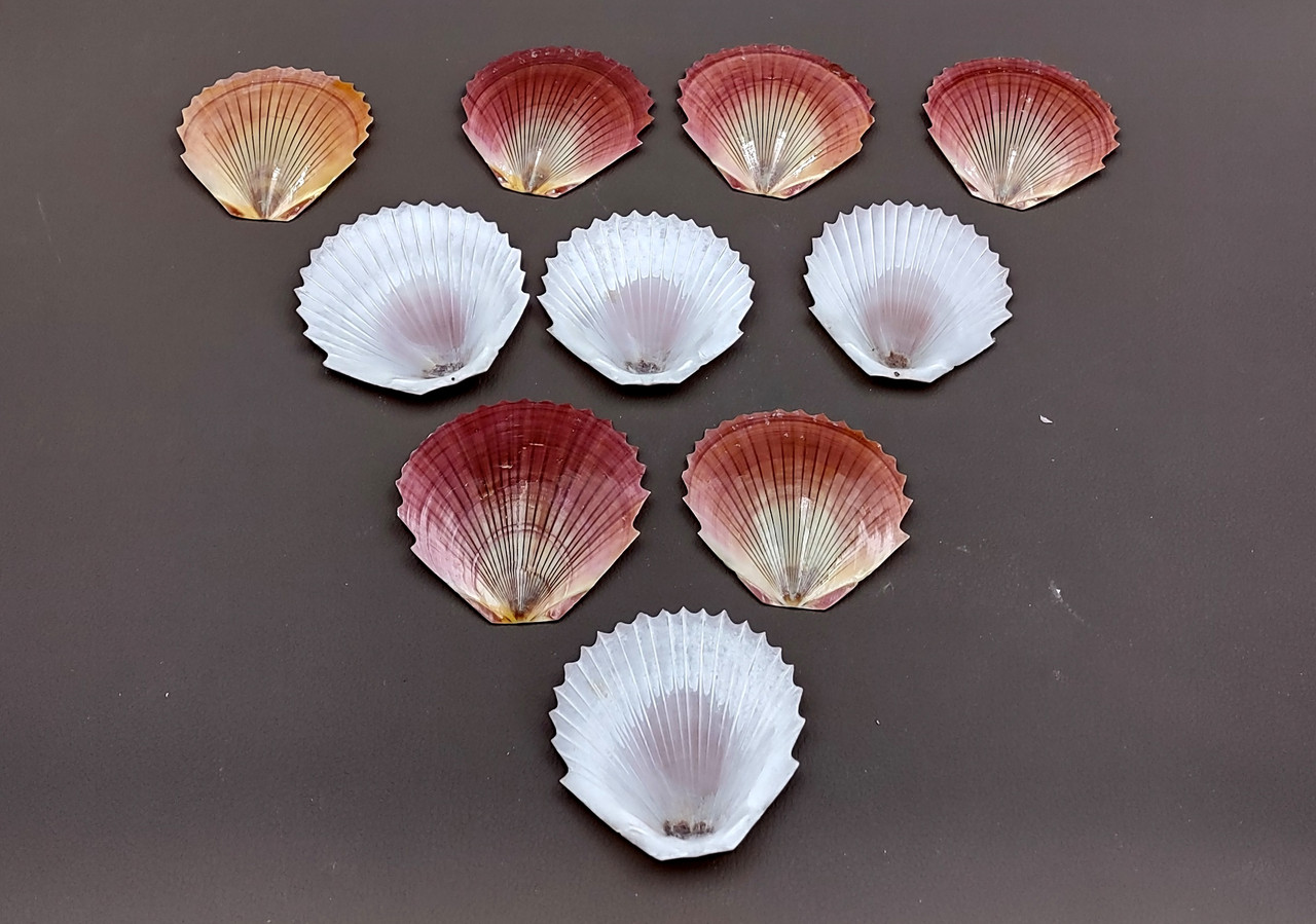 Sun and Moon Scallop Seashells Polished Pink Purple Brown Zig Zag (10 ...