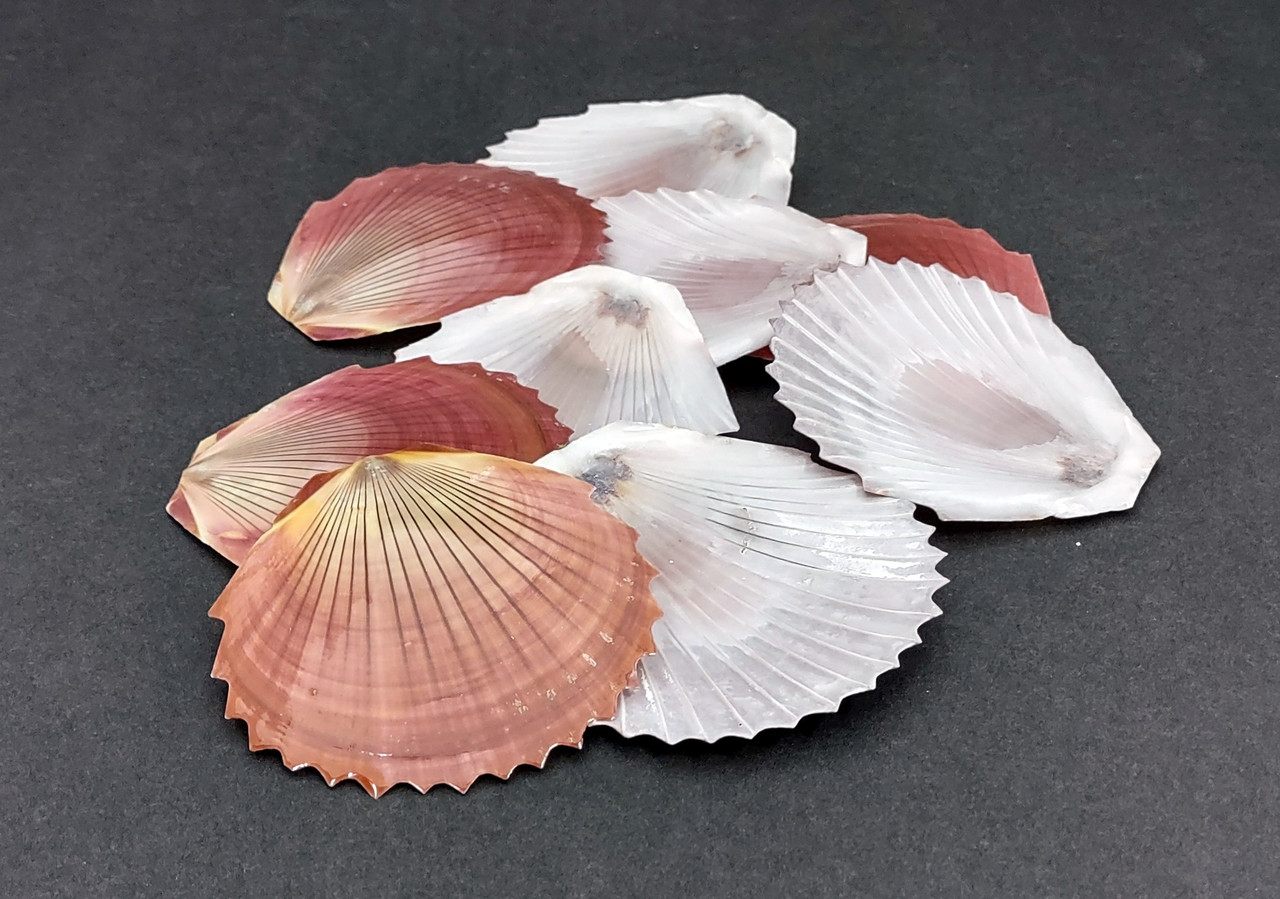 Sun and Moon Scallop Seashells Polished Pink Purple Brown Zig Zag (10 ...