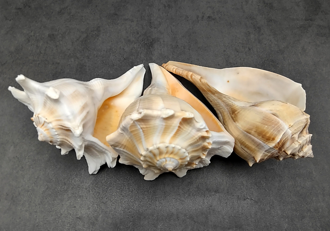 Left Handed Lightning Whelk Seashell Busycon Contrarium (1 shell approx ...