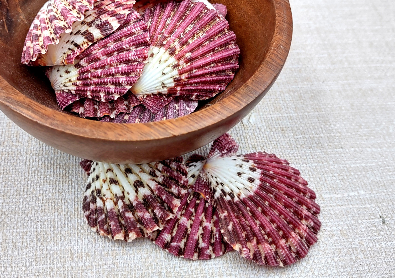 Royal Cloak Scallop Seashells Red Purple Pecten Pallium (10 shells ...