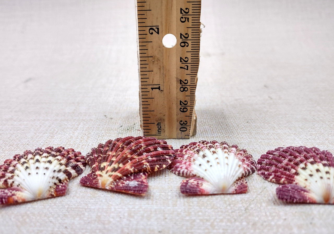 Royal Cloak Scallop Seashells Red Purple Pecten Pallium (10 shells ...