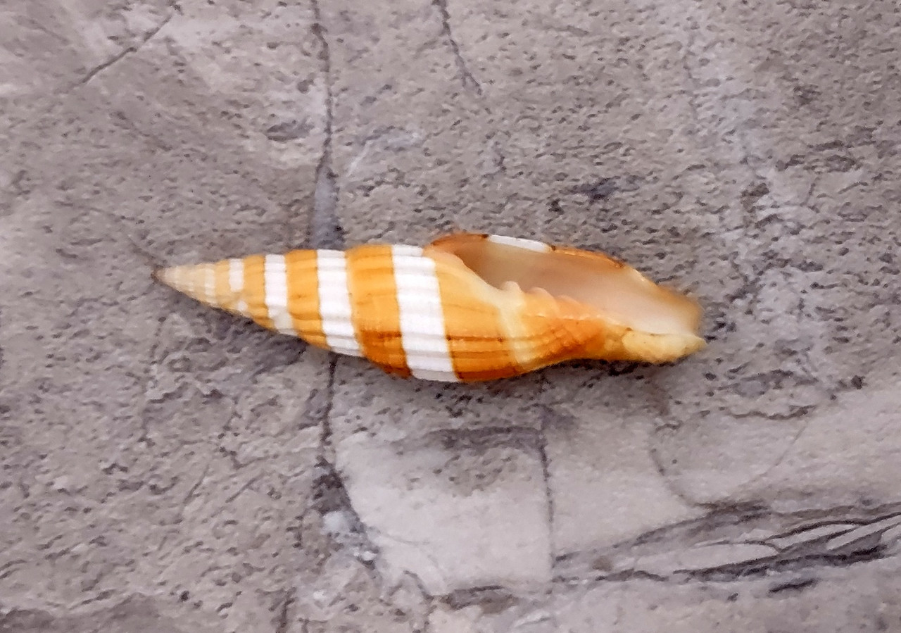 Compressed Miter Seashell Mitra Compressum (1 shell approx. 2+ inches ...