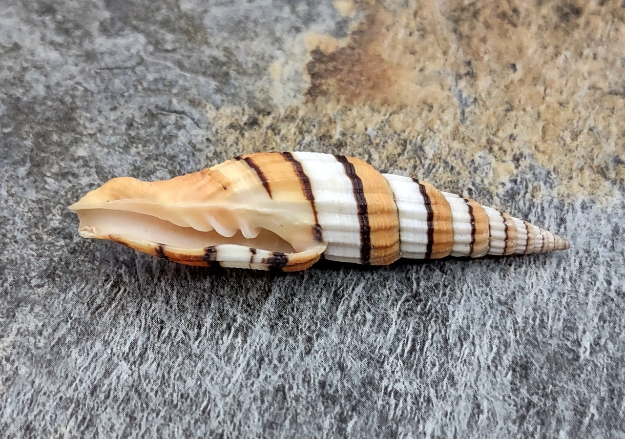 Compressed Miter Seashell - Mitra Compressum - (1 shell approx. 2-2.25 ...