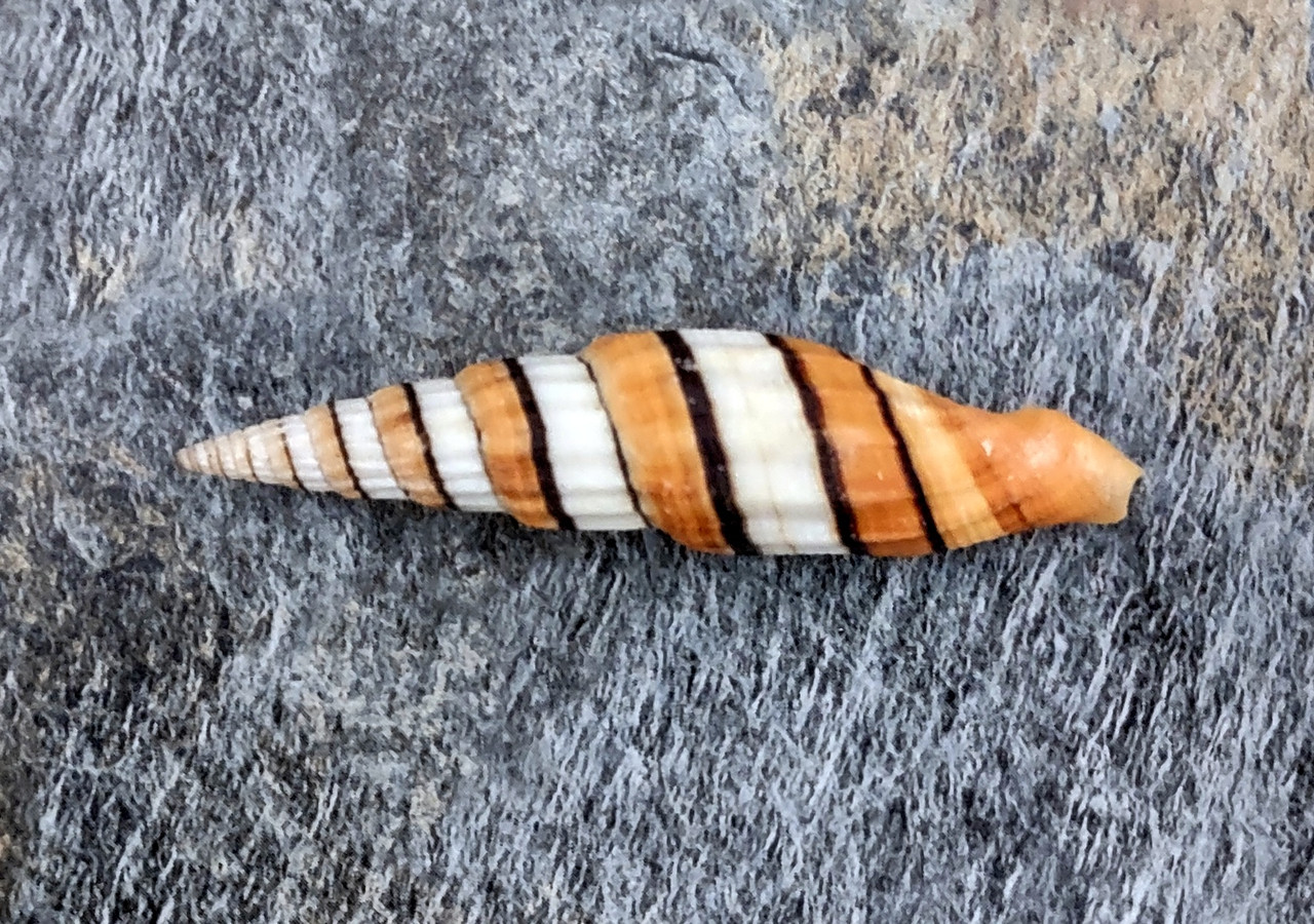 Compressed Miter Seashell Mitra Compressum (1 shell approx. 2+ inches ...