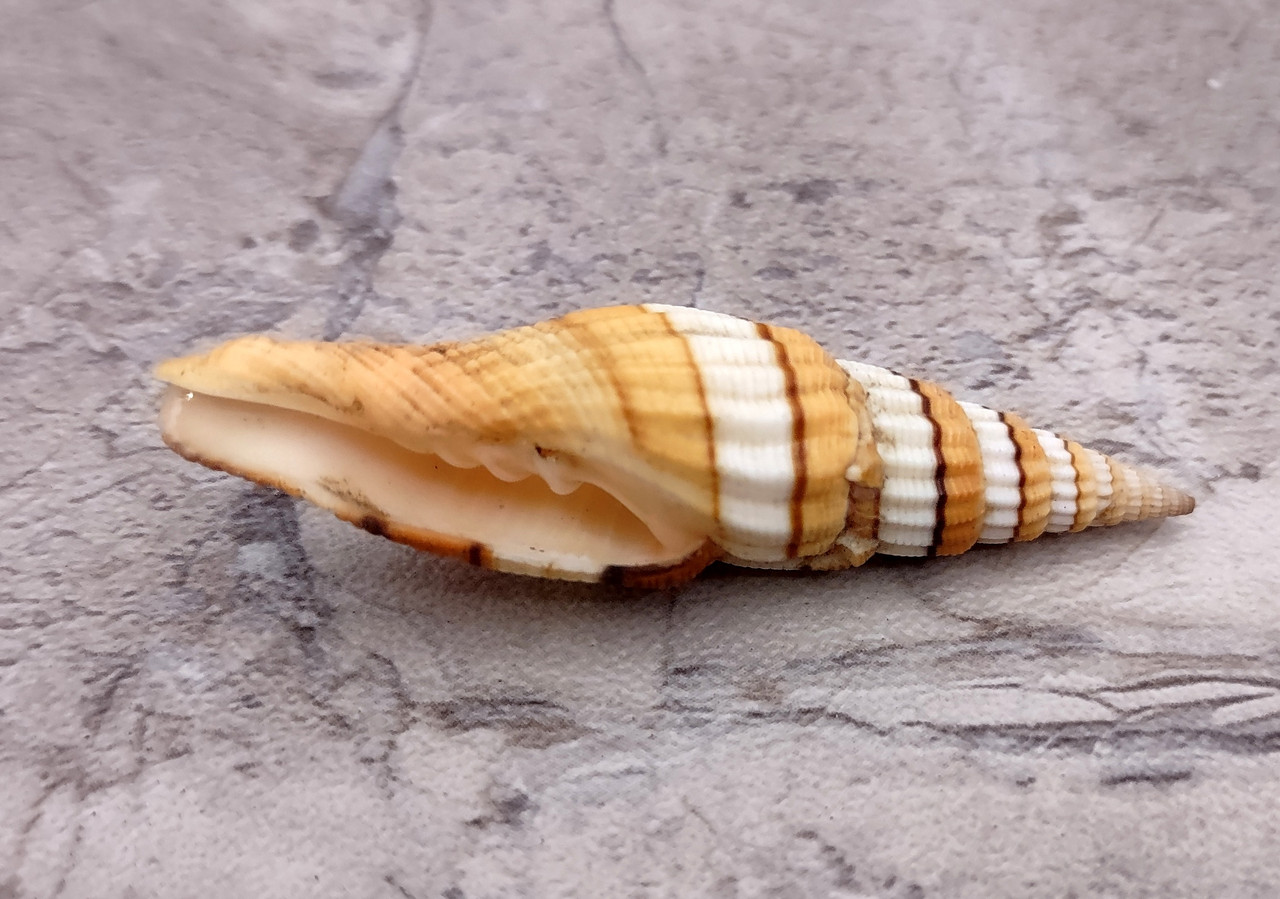 Compressed Miter Seashell - Mitra Compressum - (1 shell approx. 2-2.25 ...