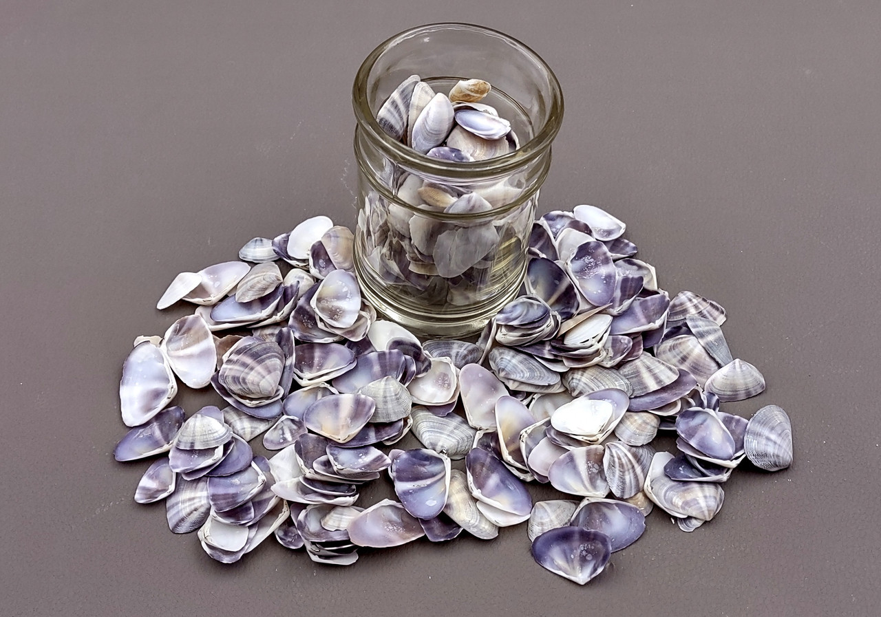 Purple White Coquina Clam Shells Donax Variabilis (approx. half cup 80 ... Purple White Coquina Clam Shells Donax Variabilis (approx. half cup 80 ...