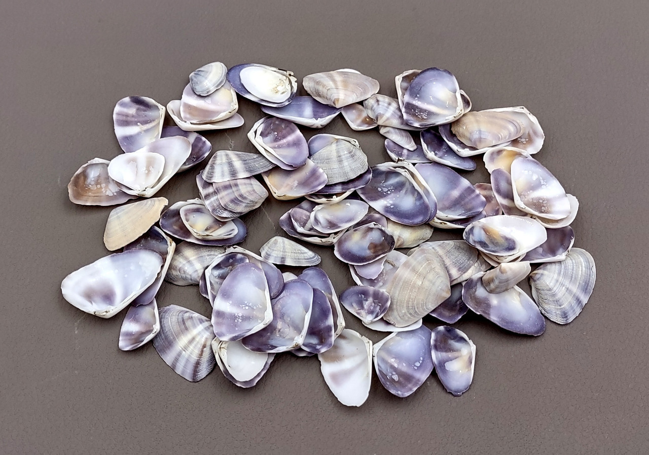 Purple White Coquina Clam Shells Donax Variabilis (approx. half cup 80 ... Purple White Coquina Clam Shells Donax Variabilis (approx. half cup 80 ...